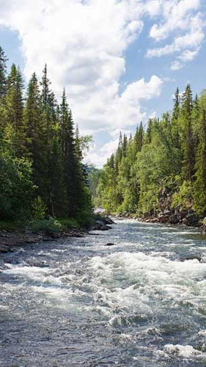 Riverine Ecosystem | Fluvial Ecosystems